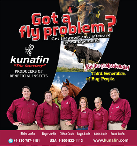 fly control for horses