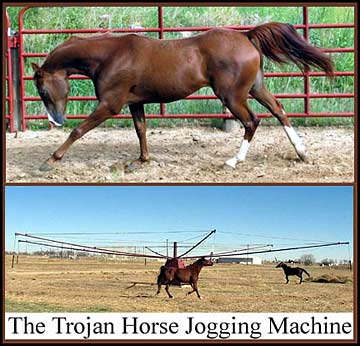 Show Equine Professional Company