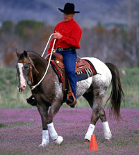 John Lyons Horse Trainer Certification Information at InfoHorse.com ...