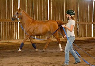 Positive Horse Training, Never Punish Your Horse